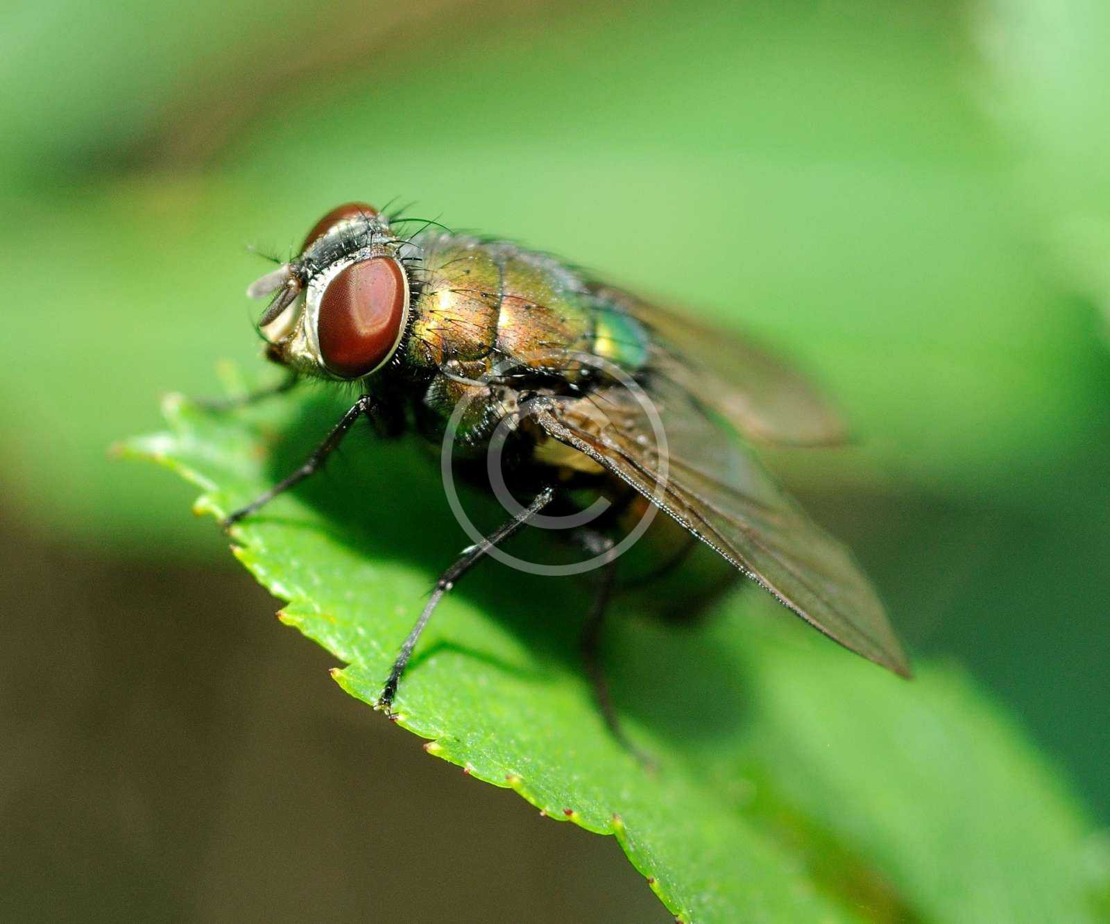 Flies Extra Mile Pest Control And Lawn Solution