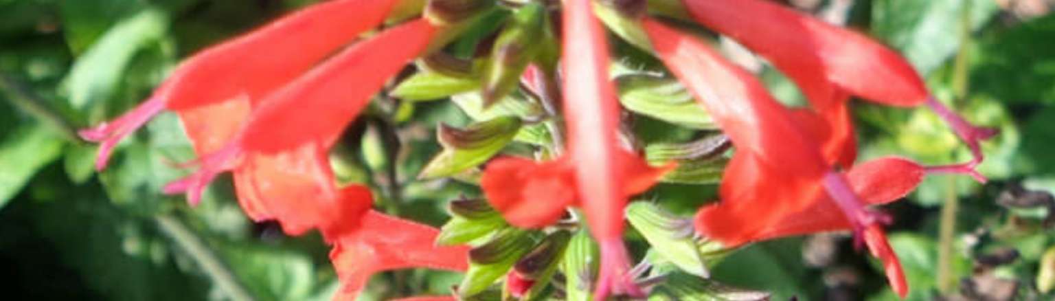 A native plant with pizazz – tropical sage - Extra Mile Pest Control ...
