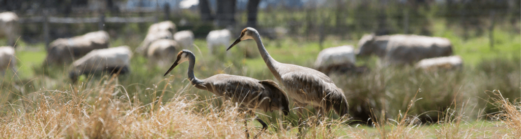 Sandhill Cranes: Living in Harmony with Your Natural Neighbors - Extra ...