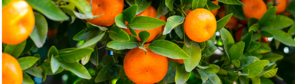 Grow citrus at home - Extra Mile Pest Control and Lawn Solution