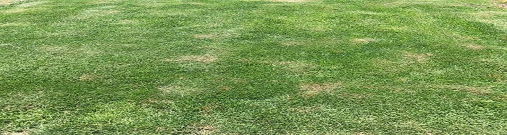 Turfgrass- Frequently Asked Questions - Extra Mile Pest Control and ...